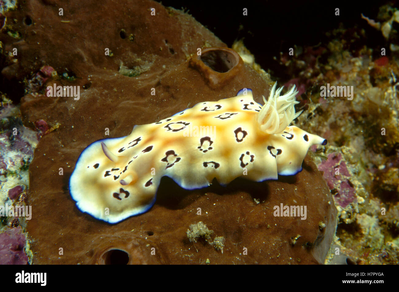 Leopard Chromodorid Nudibranch (Chromodoris leopardus), Manado, North ...