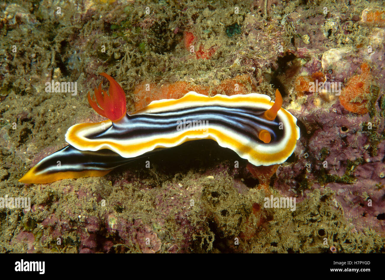 Magnificent Chromodorid Nudibranch (Chromodoris magnifica), Bali ...