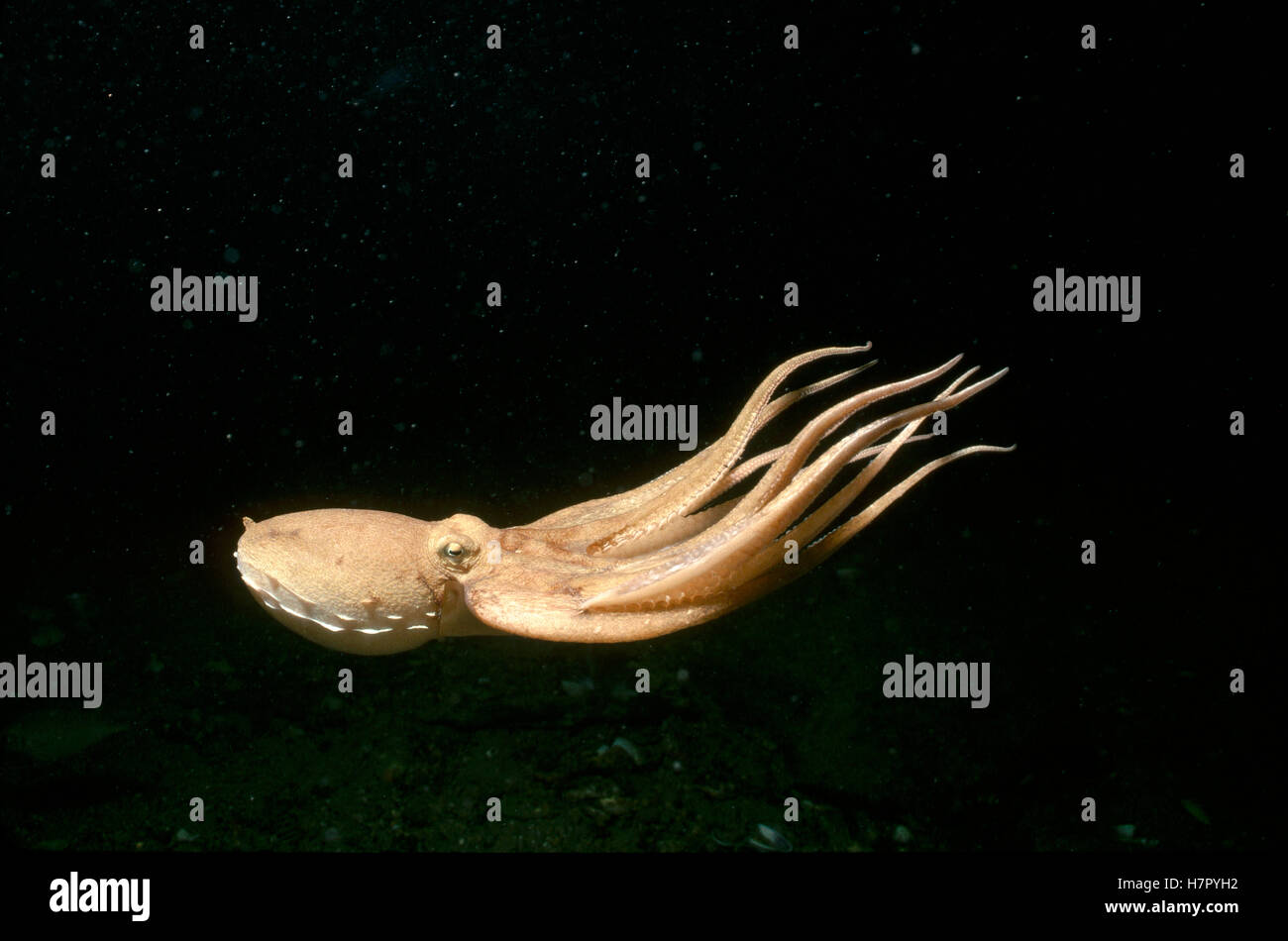 Southern Keeled Octopus (Octopus berrima) jetting through water ...