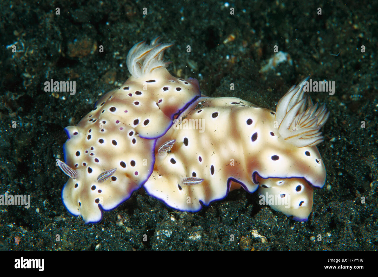 Tyron's Risbecia (Risbecia tryoni), Lembeh Strait, Indonesia Stock ...