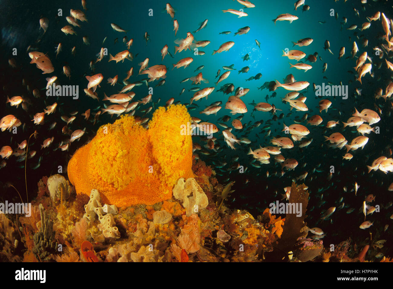 Butterfly Perch (Caesioperca lepidoptera) group swimming around two ...