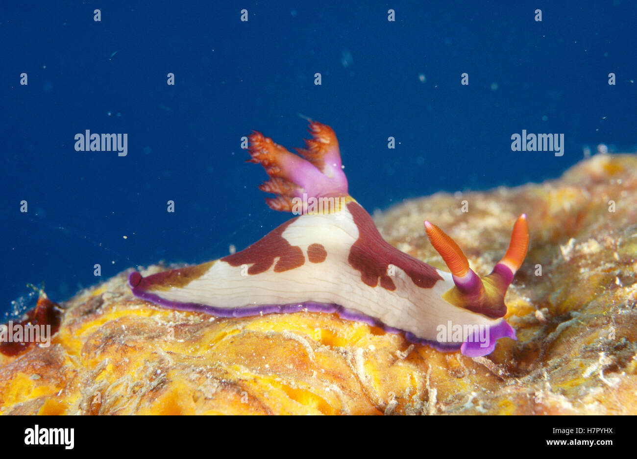 Nudibranch (Nembrotha sp) underwater, side view, Manado, North Sulawesi ...
