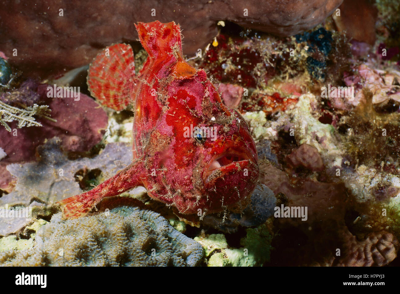 Scarlet Anglerfish (Antennarius coccineus), Manado, Sulawesi, Indonesia ...