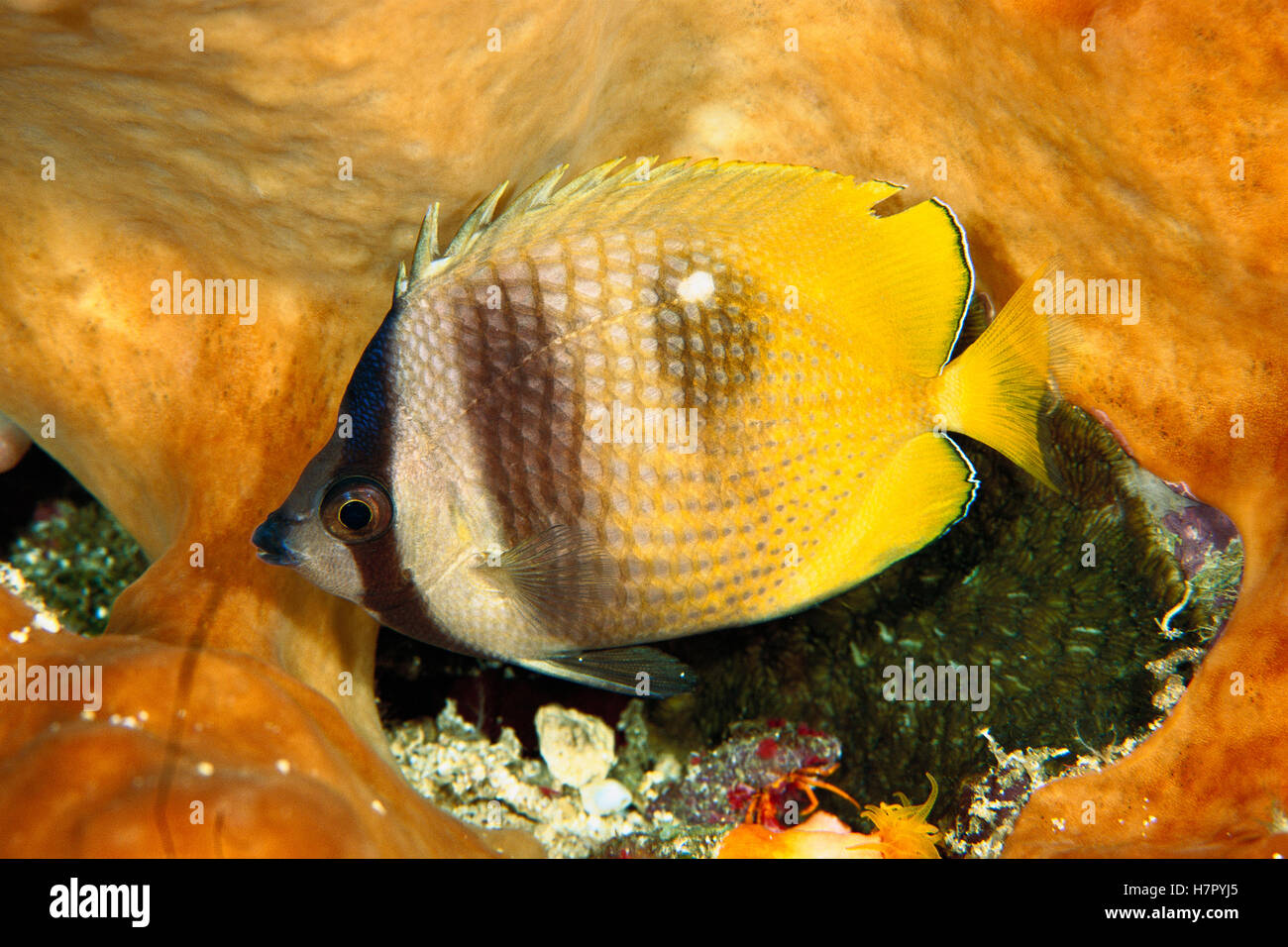 Klein's Butterflyfish (Chaetodon kleinii) resting in a Sponge at night ...