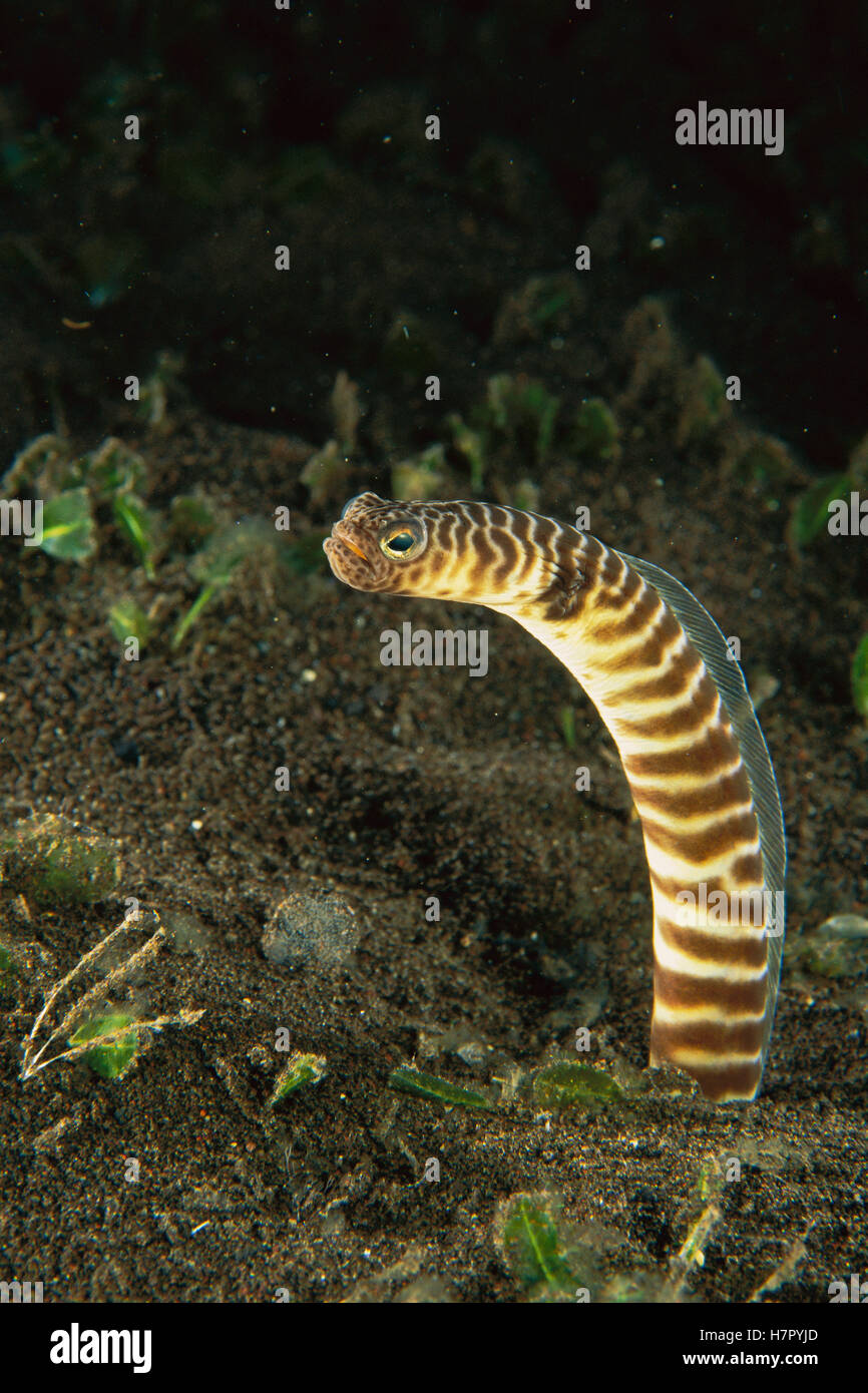 Zebra Garden Eel (Heteroconger polyzona) emerging from burrow, Bali ...