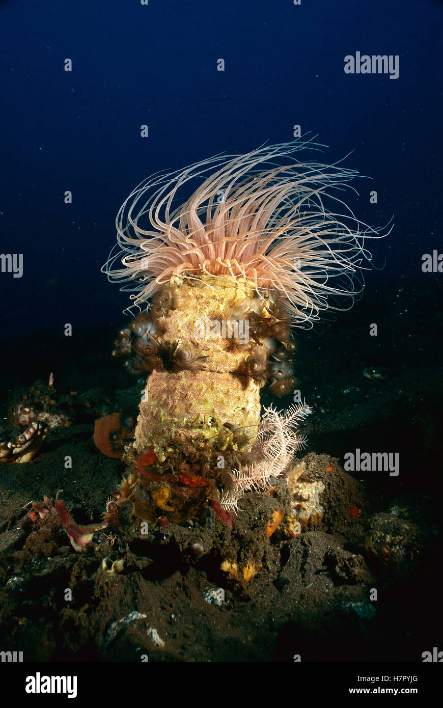 Tube-dwelling Anemone (Cerianthus sp) with Feather Duster Worms ...