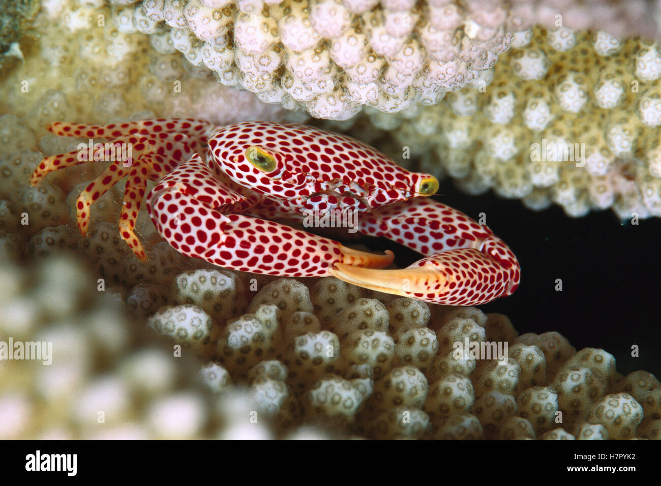 Red-spotted Coral Crab (Trapezia rufopunctata) living among the stout ...