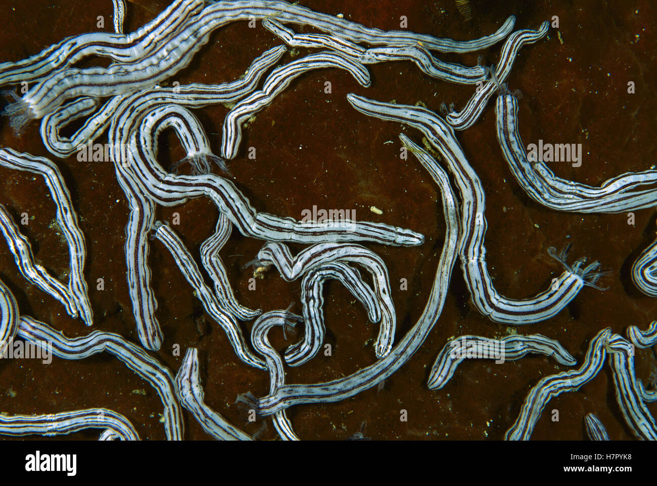 Sea Cucumber (Synaptula media) group on sponge, Manado, Sulawesi ...