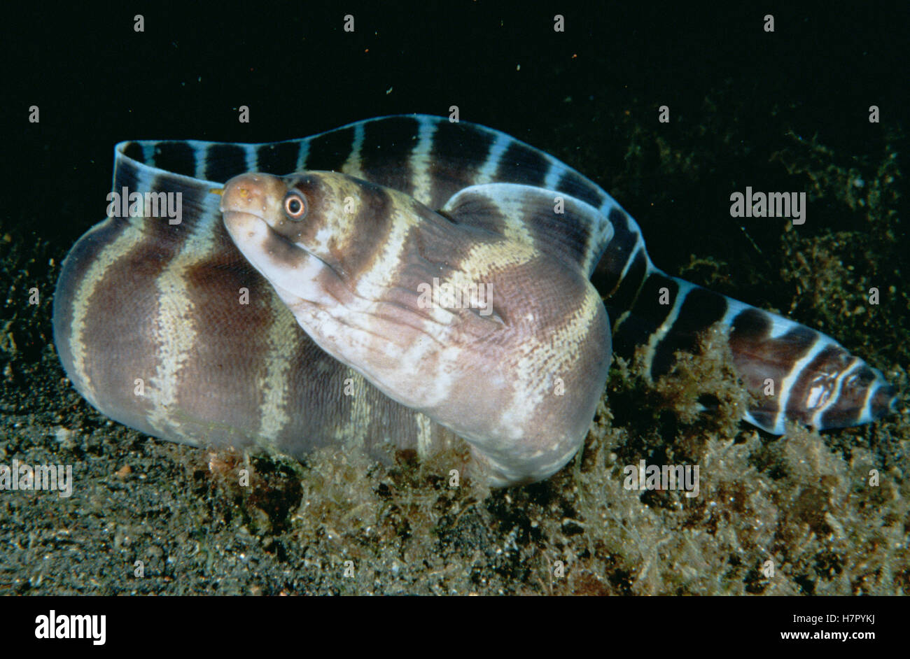 Barred Moray Eel (Echidna polyzona) portrait, Lembeh Strait, Indonesia ...