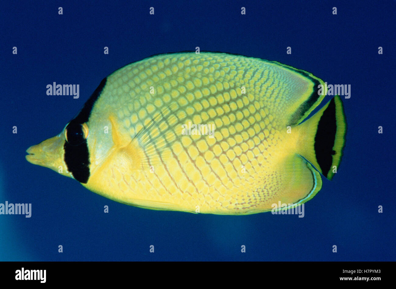 Latticed Butterflyfish (Chaetodon rafflesi) portrait, Bali, Indonesia ...