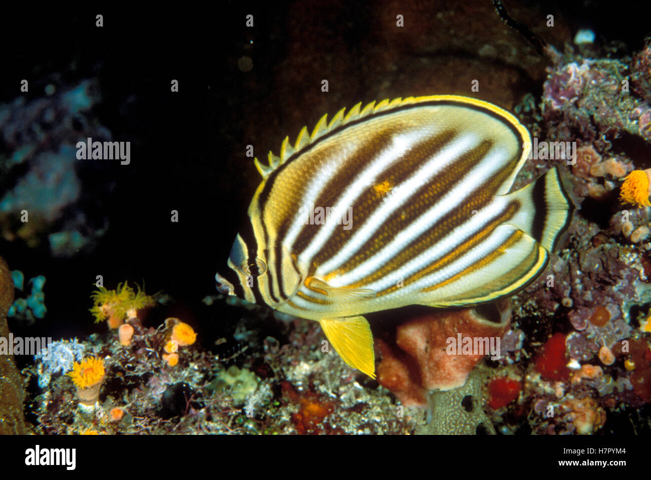 Ornate Butterflyfish (Chaetodon ornatissimus) at night exhibiting its ...