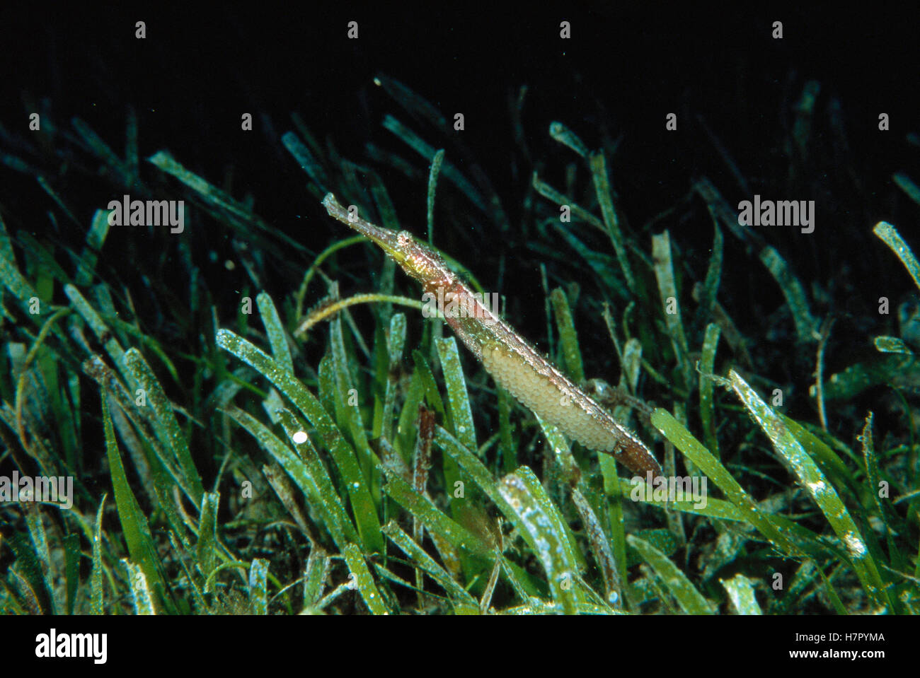 Double-ended Pipefish (Syngnathoides biaculeatus) male carrying eggs on ...
