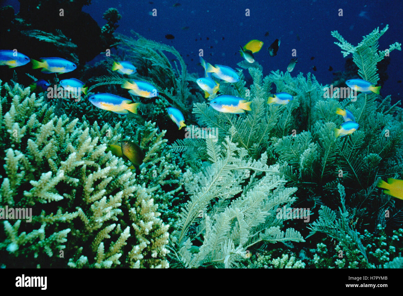 Yellow-belly Damsel (Pomacentrus auriventris) group schooling, Manado ...
