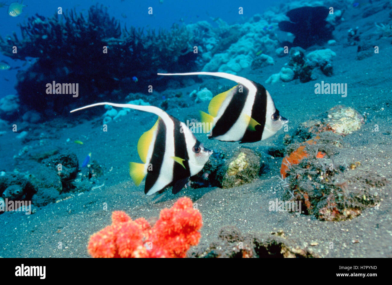 Longfin Bannerfish (Heniochus acuminatus) pair, Bali, Indonesia Stock ...