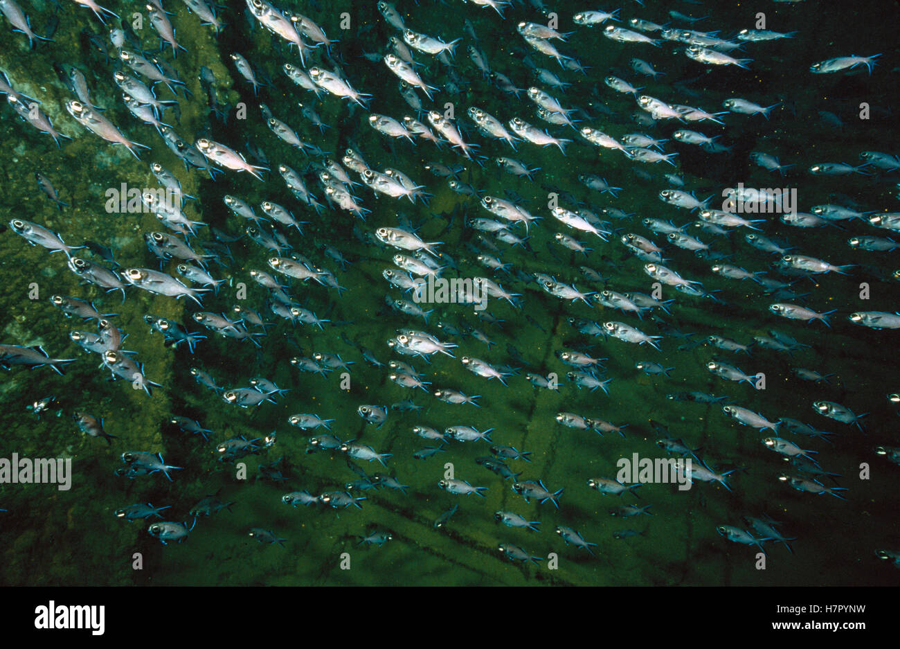 Flashlight Fish (Anamalops katoptron) school in the hold of a shipwreck ...