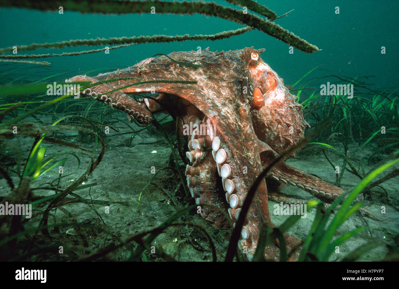 Pacific Giant Octopus (Enteroctopus dofleini) foraging on ocean bottom ...