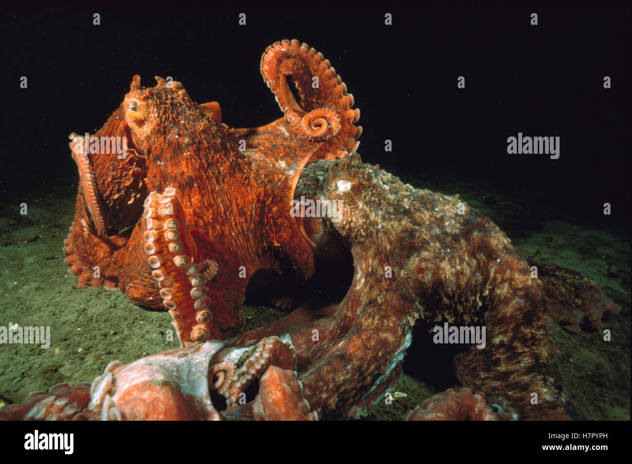 Pacific Giant Octopus (Enteroctopus dofleini) couple mating, a smaller ...