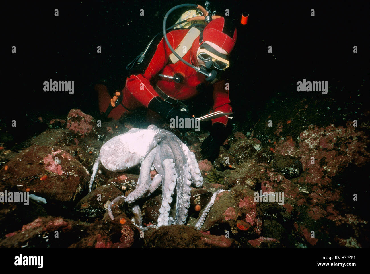 Pacific Giant Octopus (Enteroctopus dofleini) dead female with ...