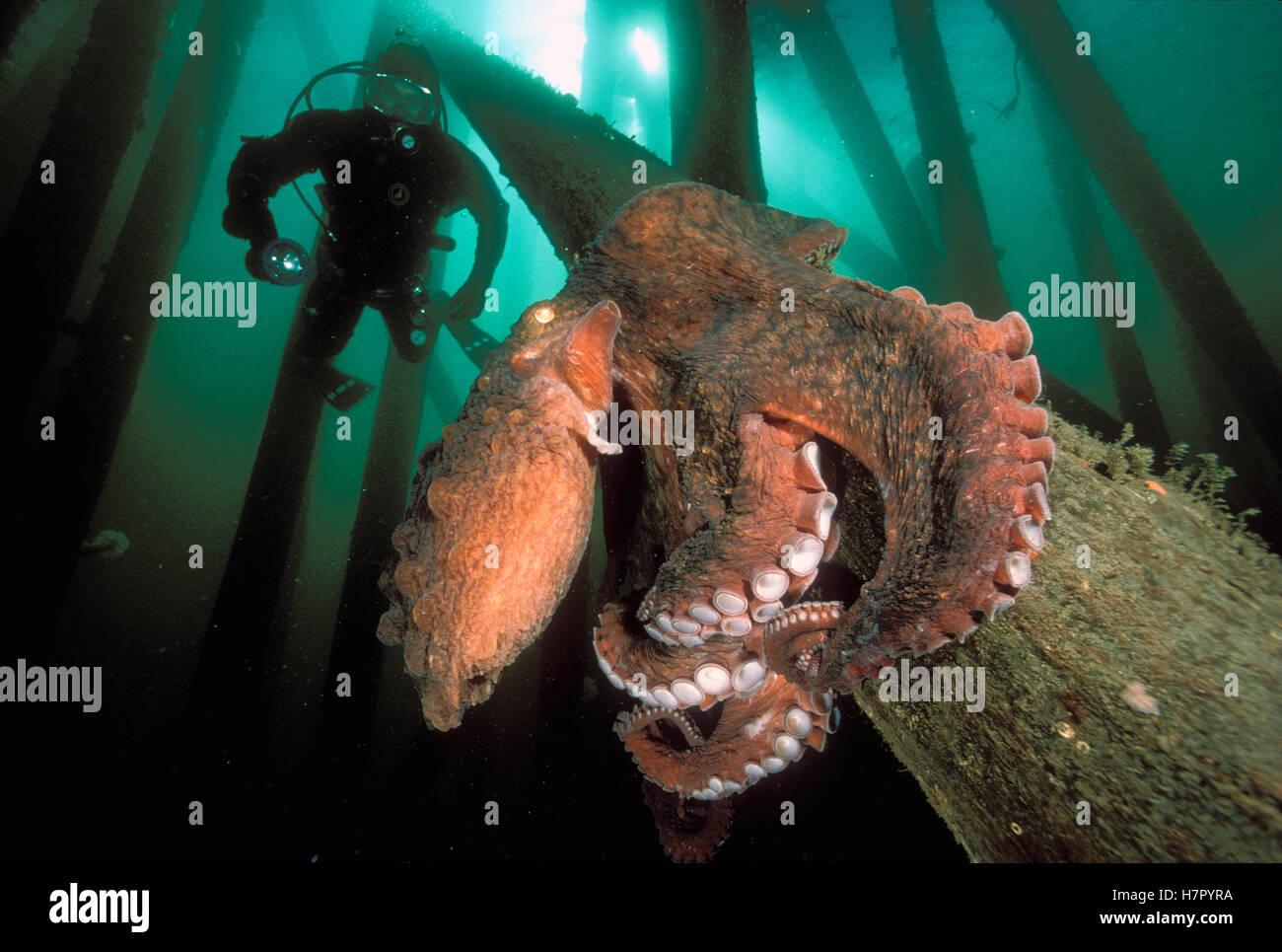 Pacific Giant Octopus (Enteroctopus dofleini) that is sitting upon the ...