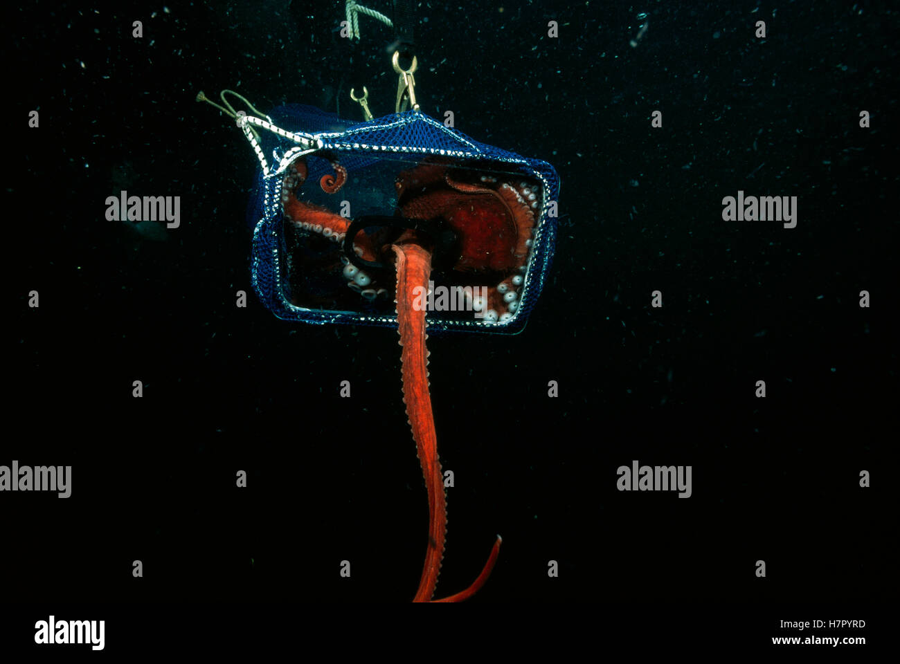 Pacific Giant Octopus (Enteroctopus dofleini) eight kilograms with four ...