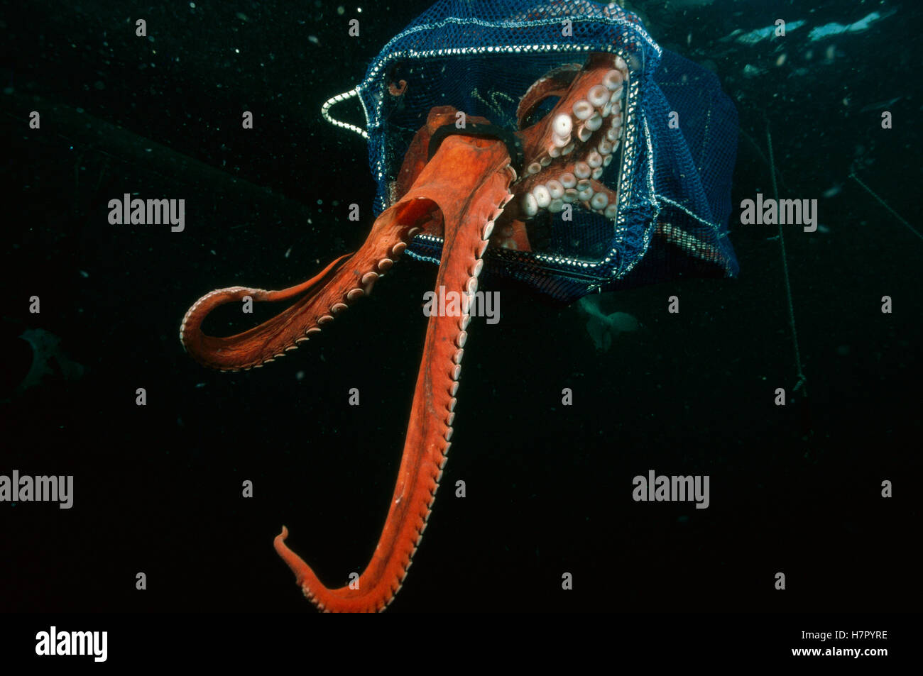 Pacific Giant Octopus (Enteroctopus dofleini) eight kilograms with four ...
