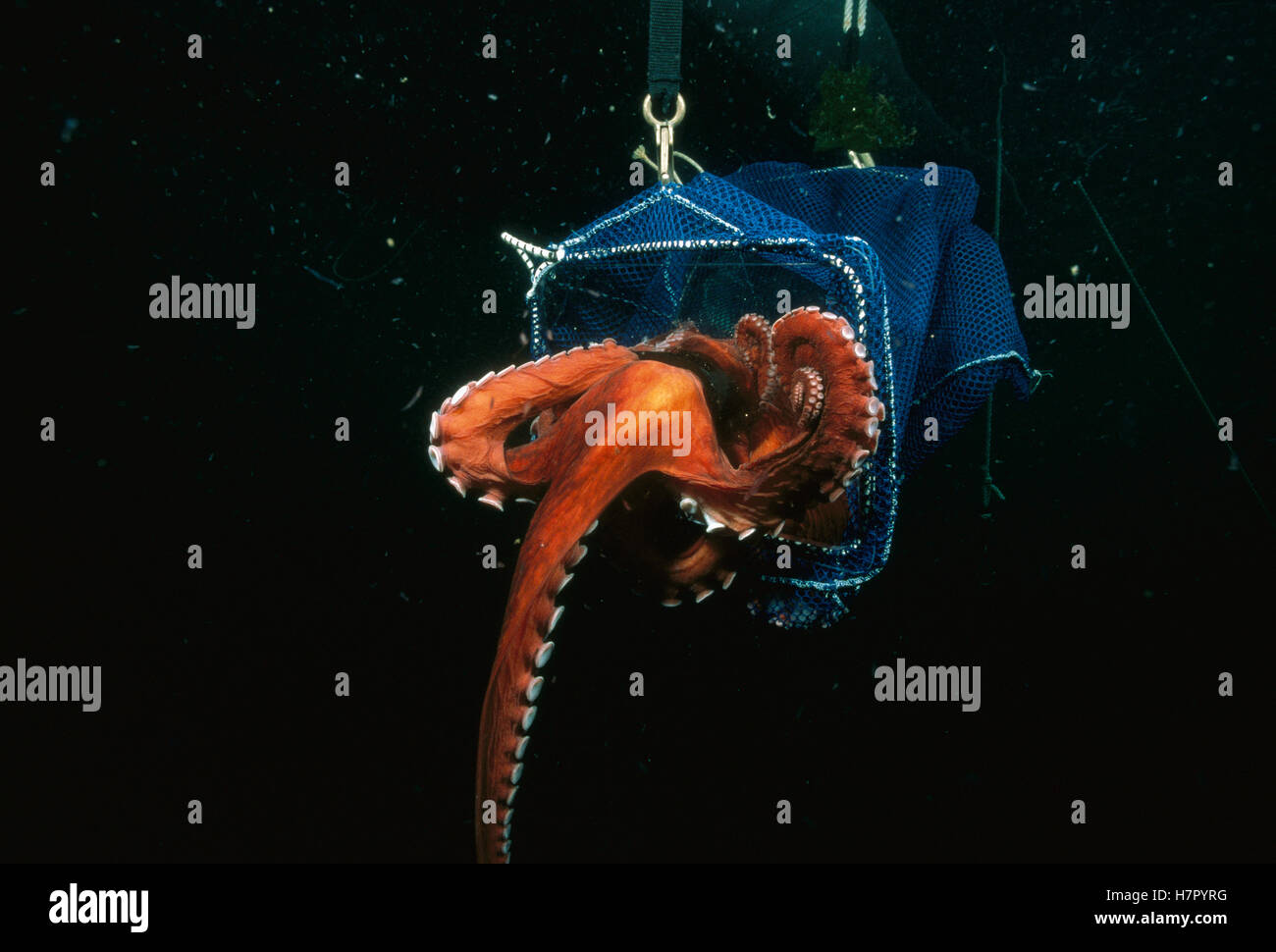 Pacific Giant Octopus (Enteroctopus dofleini) eight kilograms with four ...