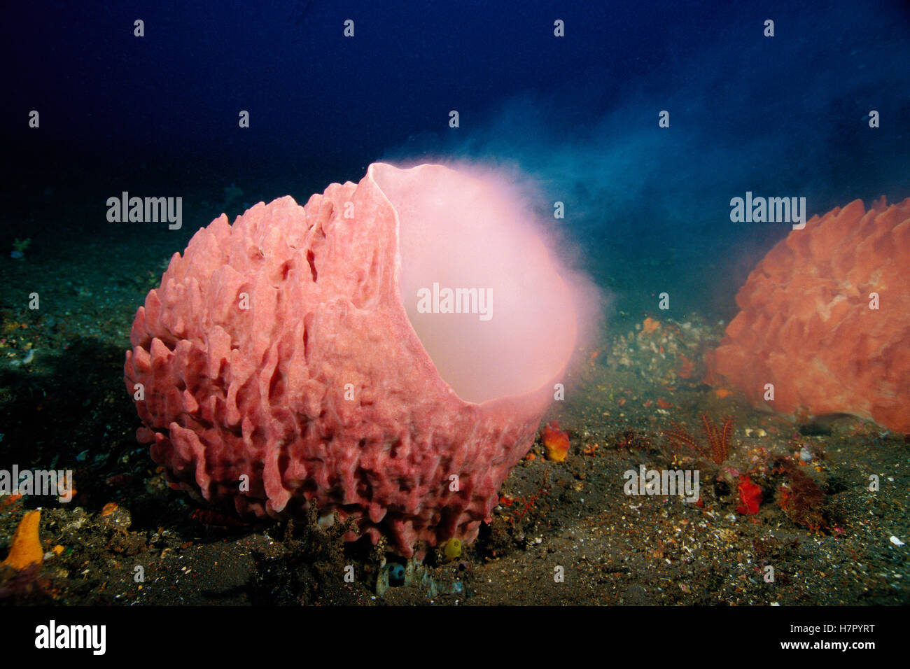 Giant Barrel Sponge (Xestospongia testudinaria) spawning, Bali ...