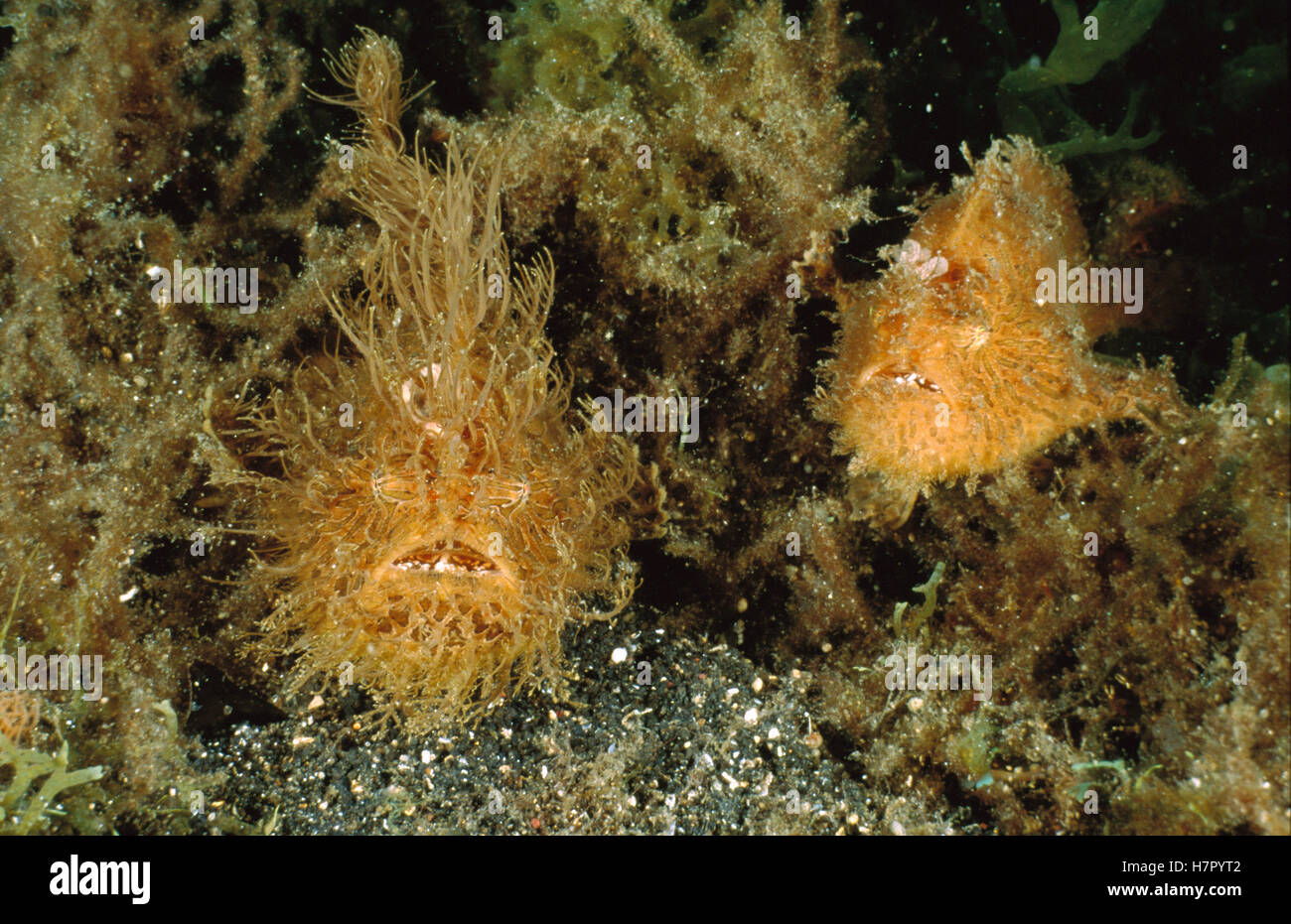 Striated Frogfish (Antennarius striatus) pair sitting in a clump of ...