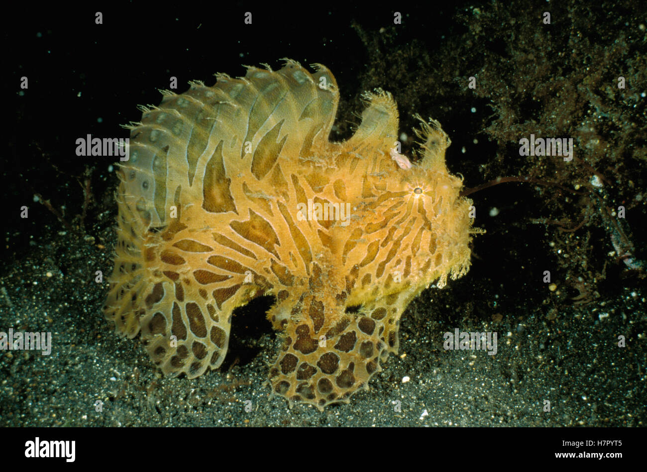 Striated Frogfish (Antennarius striatus) portrait against black sand ...