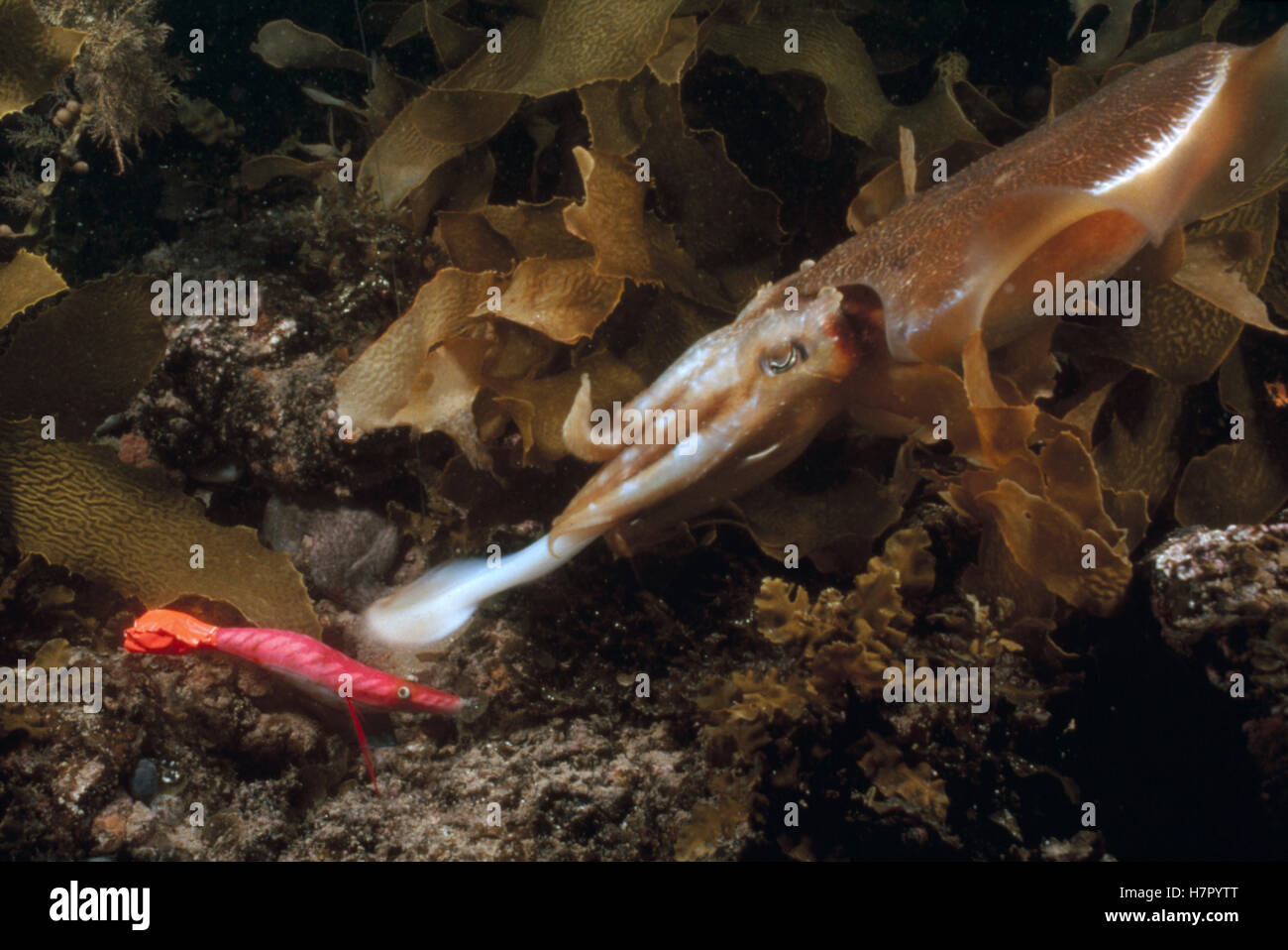 Australian Giant Cuttlefish (Sepia apama) shooting its tentacles out to ...