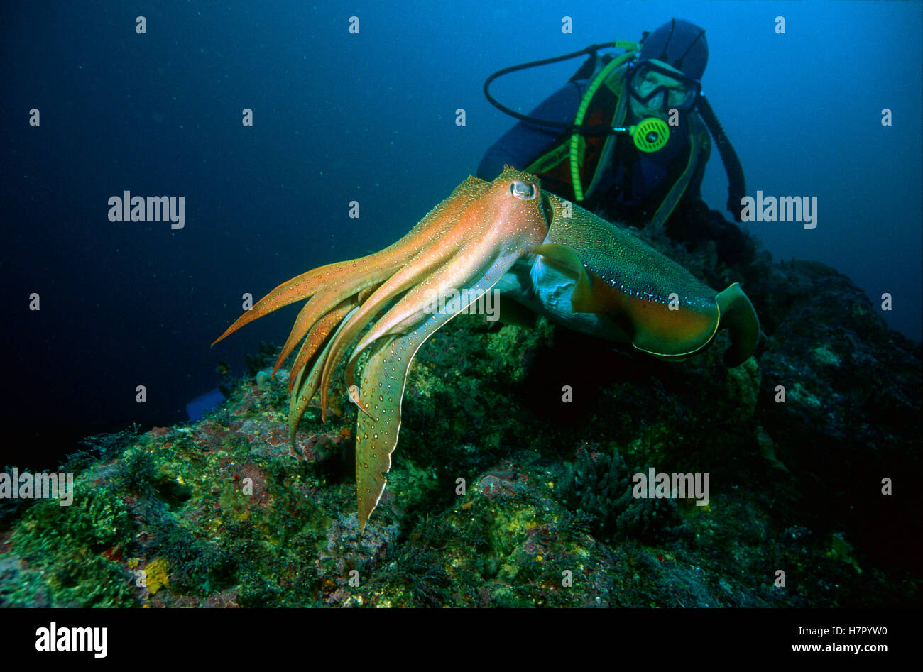 Australian Giant Cuttlefish (Sepia apama) swimming with diver watching ...