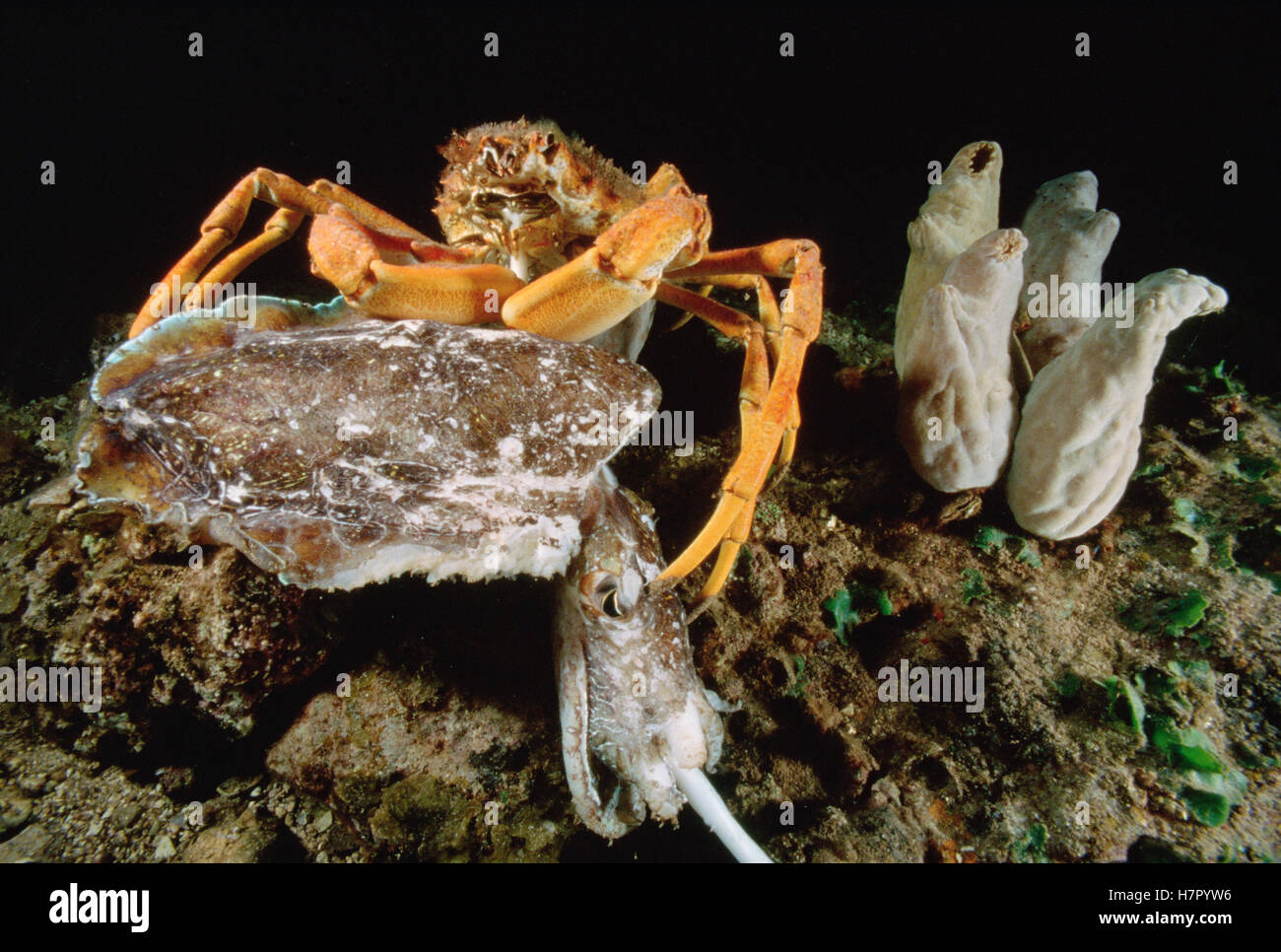 Great Spider Crab scavenging on a Australian Giant Cuttlefish (Sepia ...