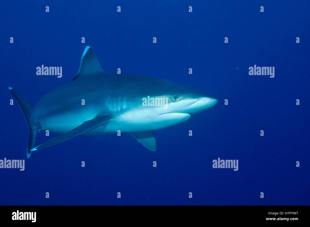 Silver-tip Shark (Carcharhinus albimarginatus) underwater portrait ...