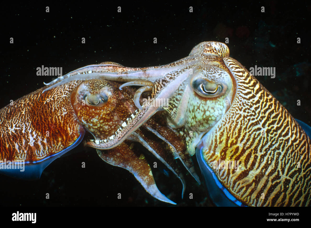 Pharaoh Cuttlefish (Sepia pharaonis) mating pair, Andaman Sea, Burma ...