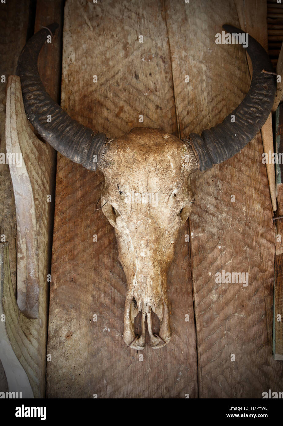 Buffalo carcase hi-res stock photography and images - Alamy
