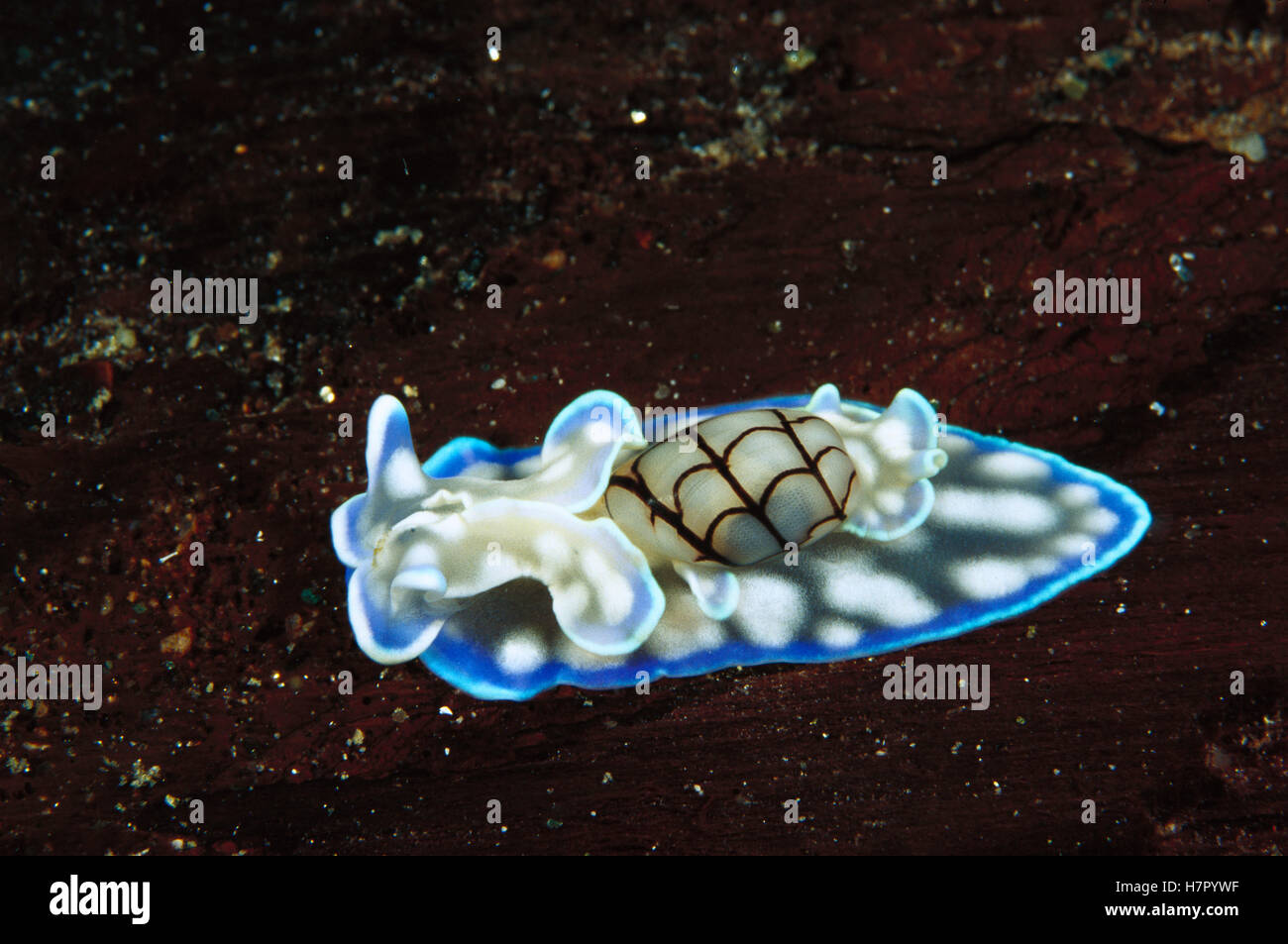 Miniature melo hi-res stock photography and images - Alamy