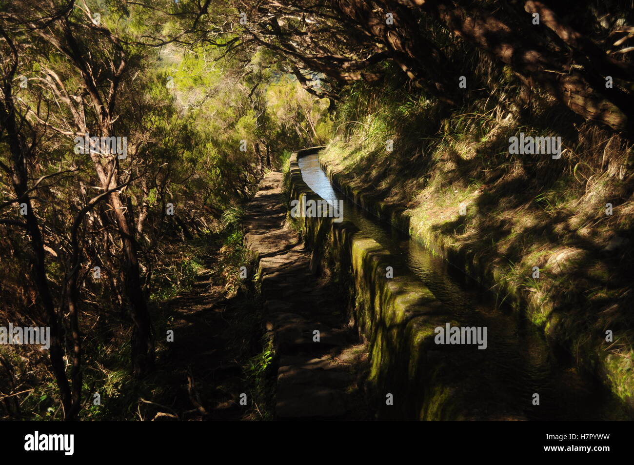 Walking beside a levada in sun-dappled Madeiran laurel forest Stock ...