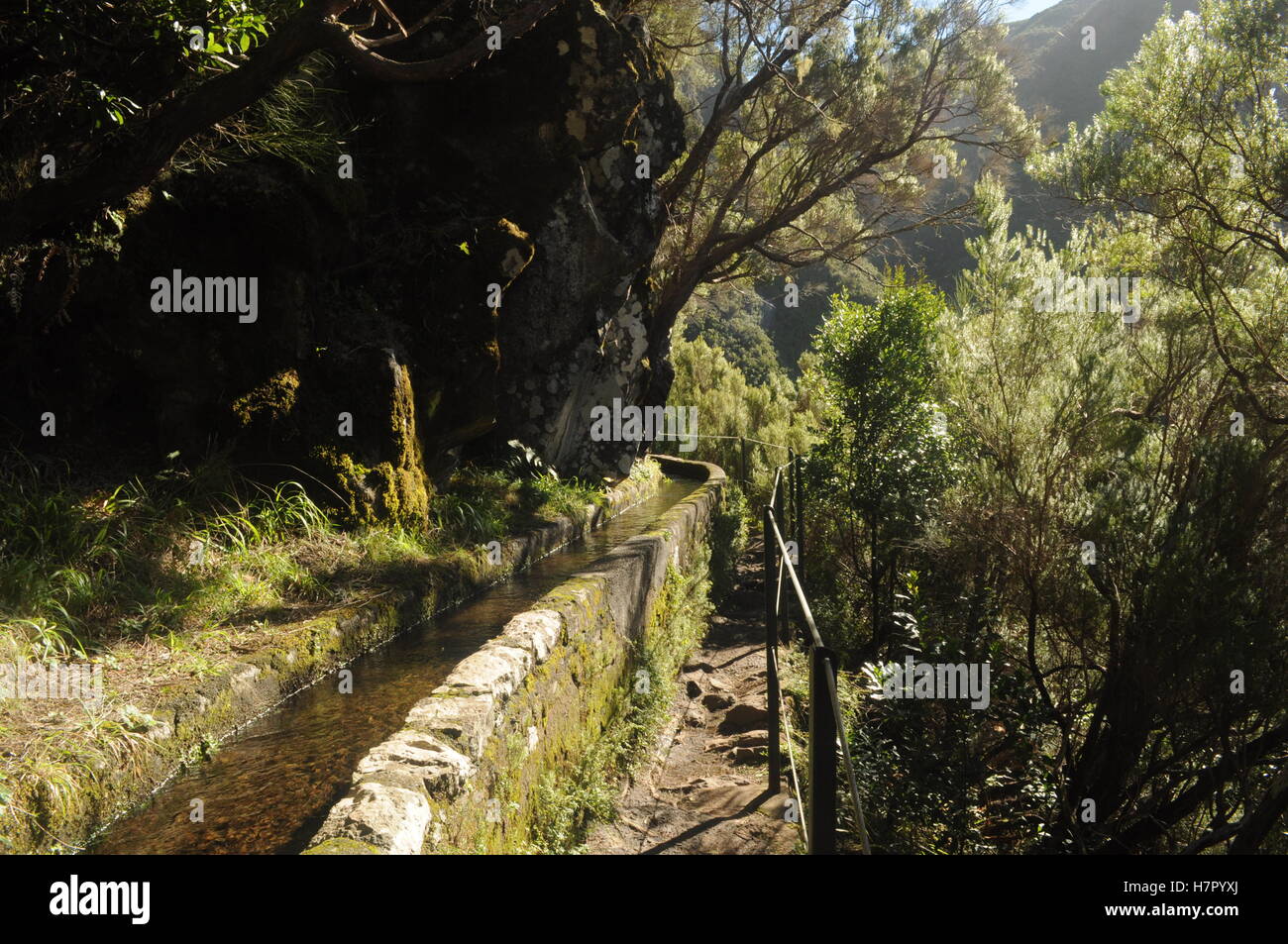 Walking beside a levada in sun-dappled Madeiran laurel forest Stock ...