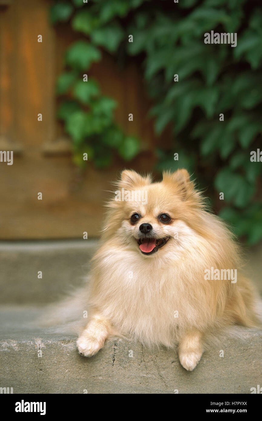 Pomeranian (Canis familiaris) adult portrait Stock Photo - Alamy