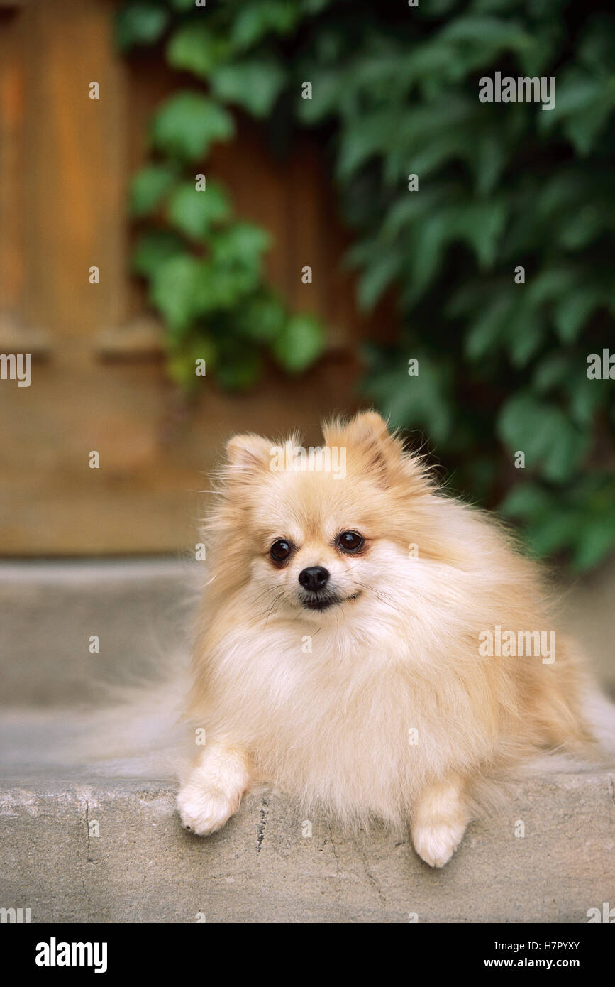 Pomeranian (Canis familiaris) adult portrait Stock Photo - Alamy