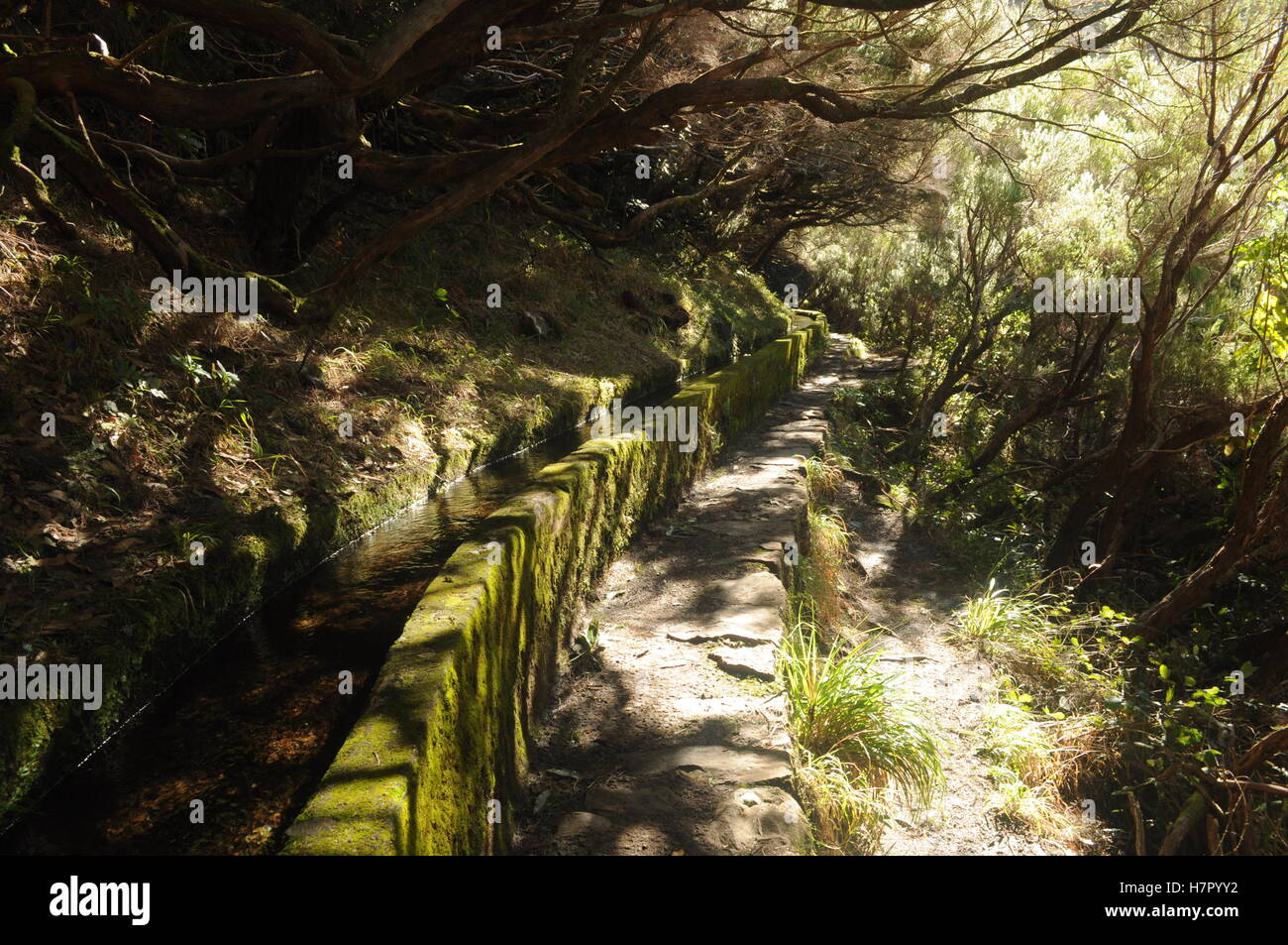 Walking beside a levada in sun-dappled Madeiran laurel forest Stock ...