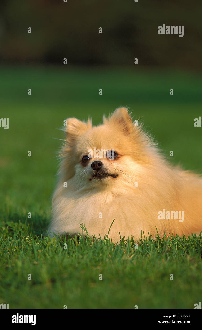 Pomeranian (Canis familiaris) adult portrait Stock Photo - Alamy