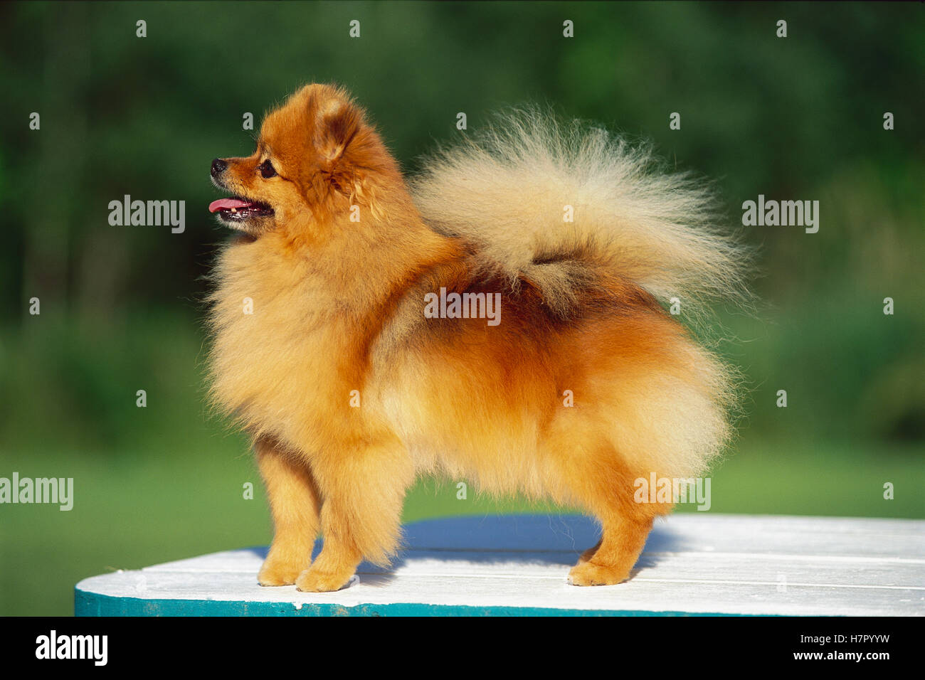 Pomeranian (Canis familiaris) adult portrait Stock Photo - Alamy