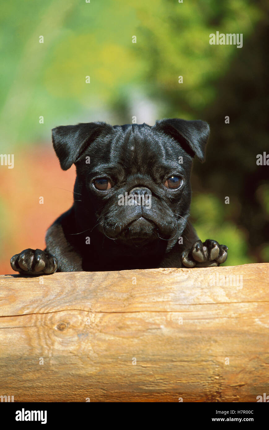 Black Pug (Canis familiaris) puppy peering over fence Stock Photo - Alamy