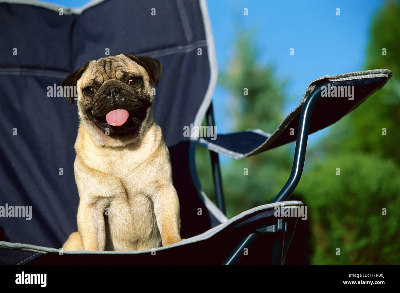 Pug (Canis familiaris) adult sitting in a chair Stock Photo - Alamy