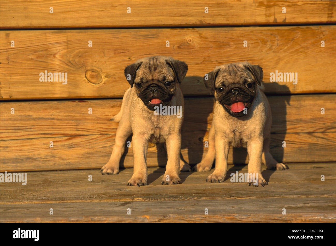 Pug (Canis familiaris) two puppies sitting together Stock Photo - Alamy