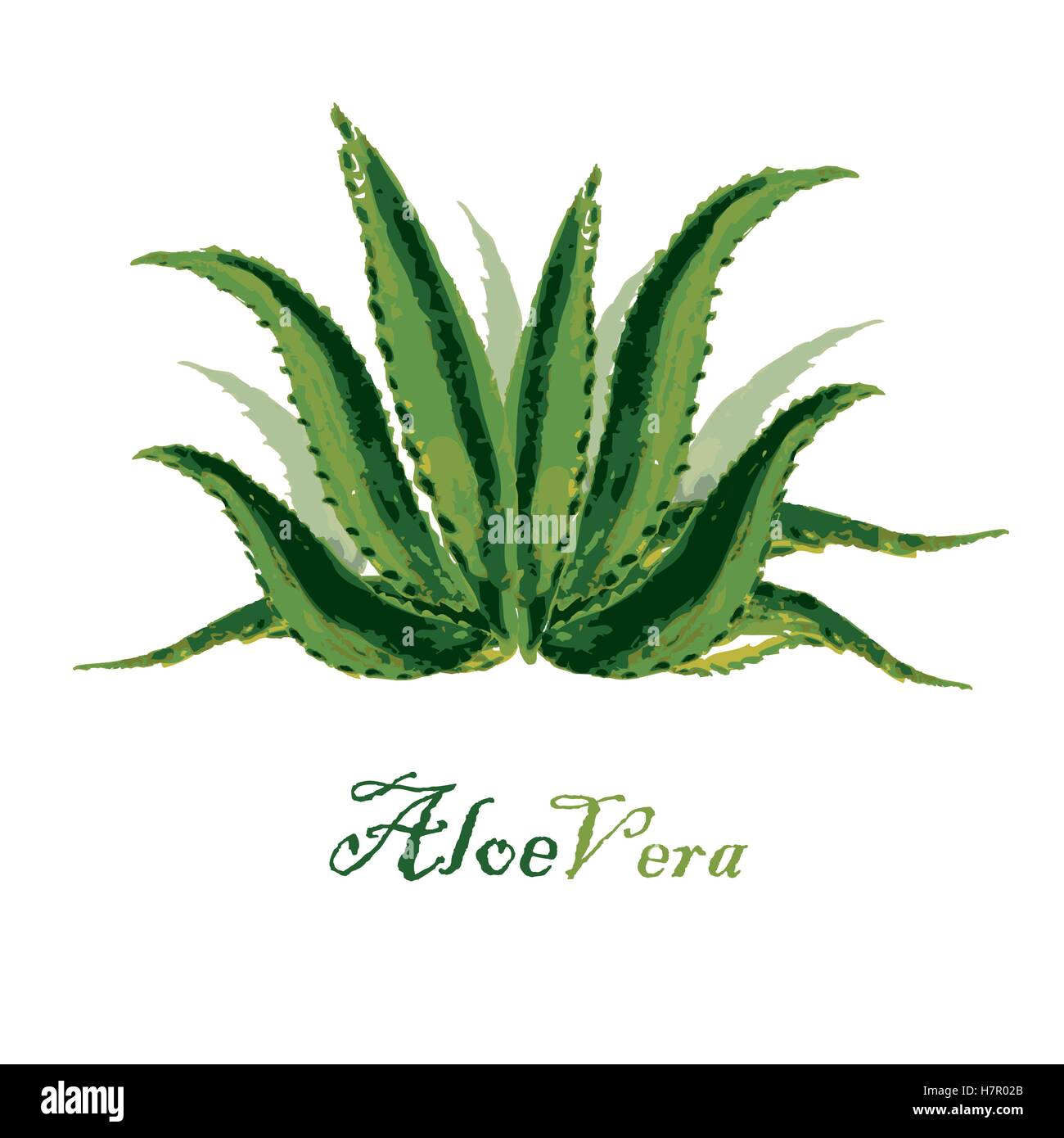 Watercolor background aloe leaves on white, vector Stock Vector Image ...