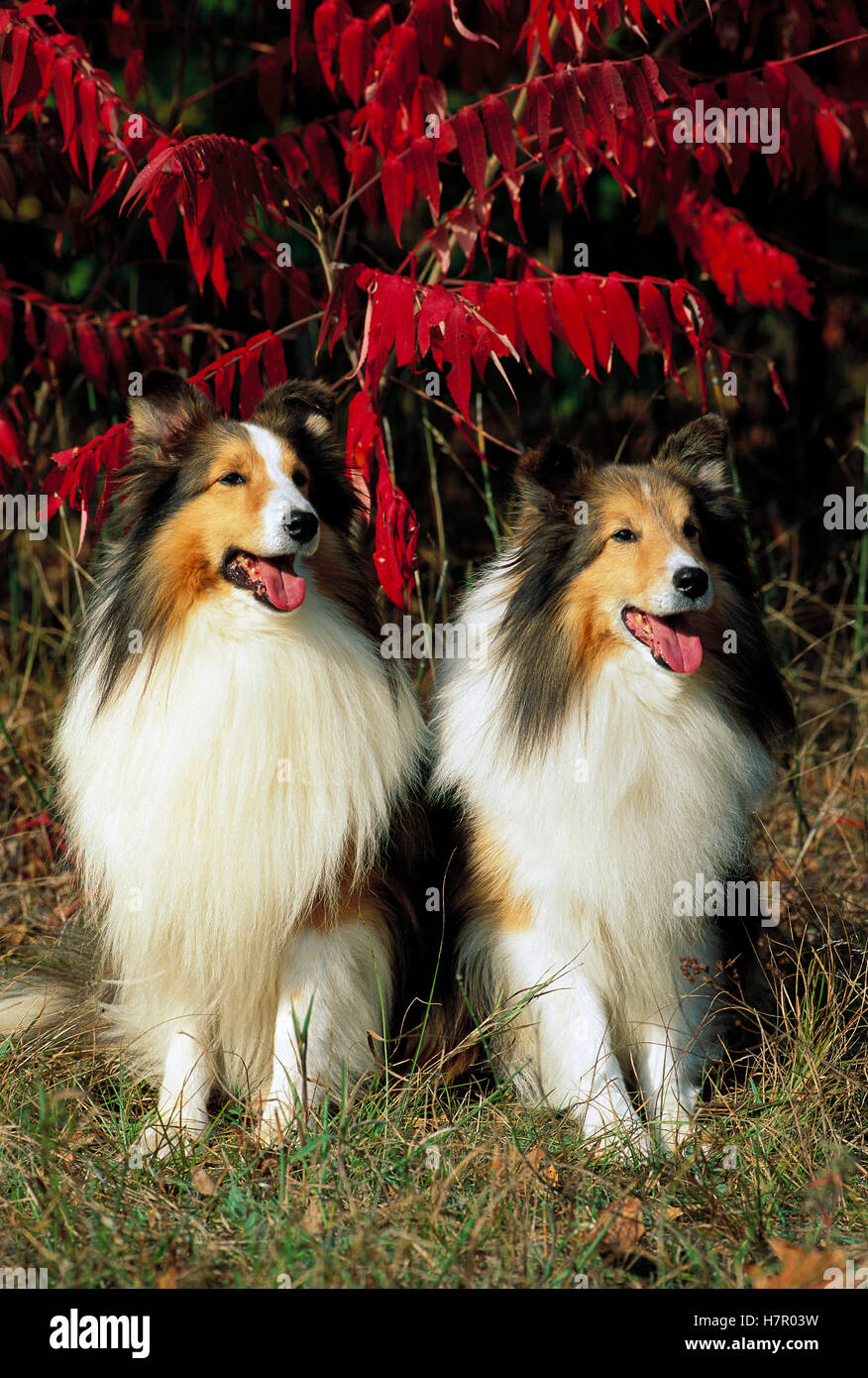 Shetland Sheepdog (Canis familiaris) two adults sitting together Stock ...