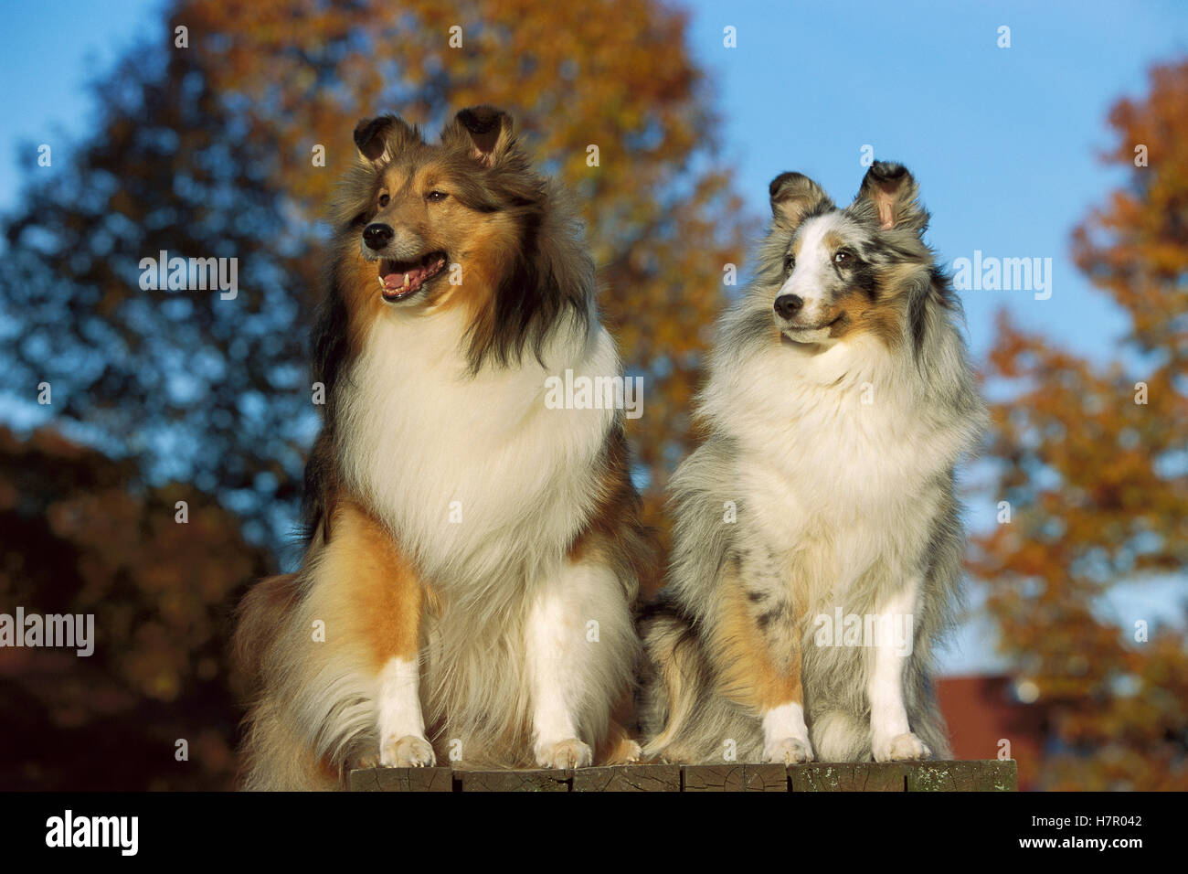 Shetland Sheepdog (Canis familiaris) two adults of different ...