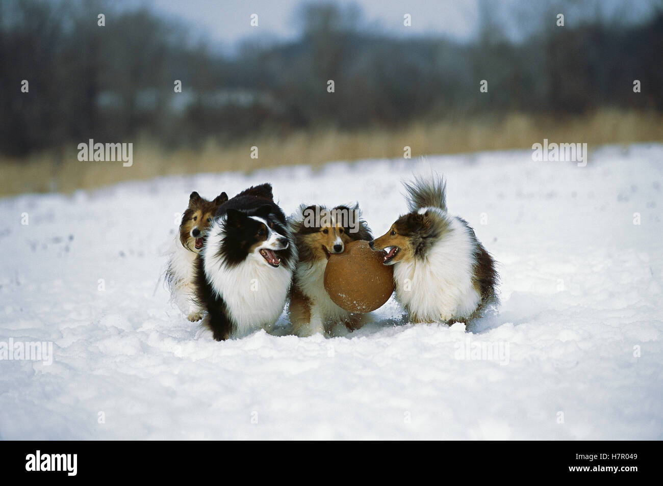 Shetland Sheepdog (Canis familiaris) four adults playing with ball in ...